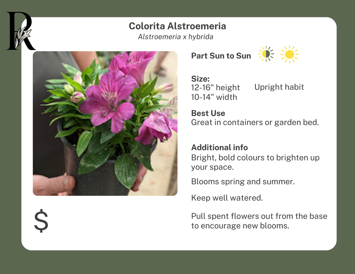 Alstroemeria Colorita Claire – Riverdene Garden Centre