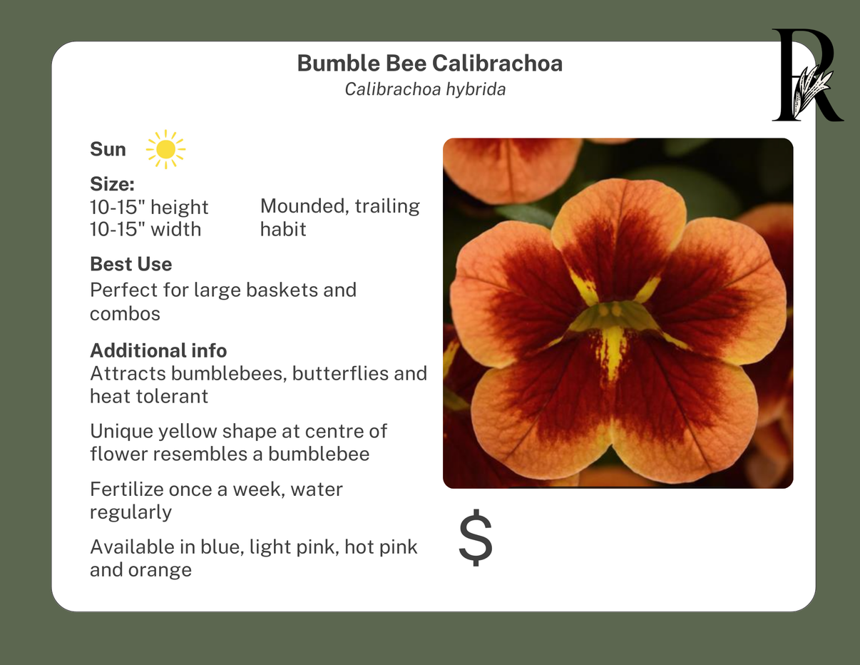 Bumble Bee Hot Pink Calibrachoa – Riverdene Garden Centre