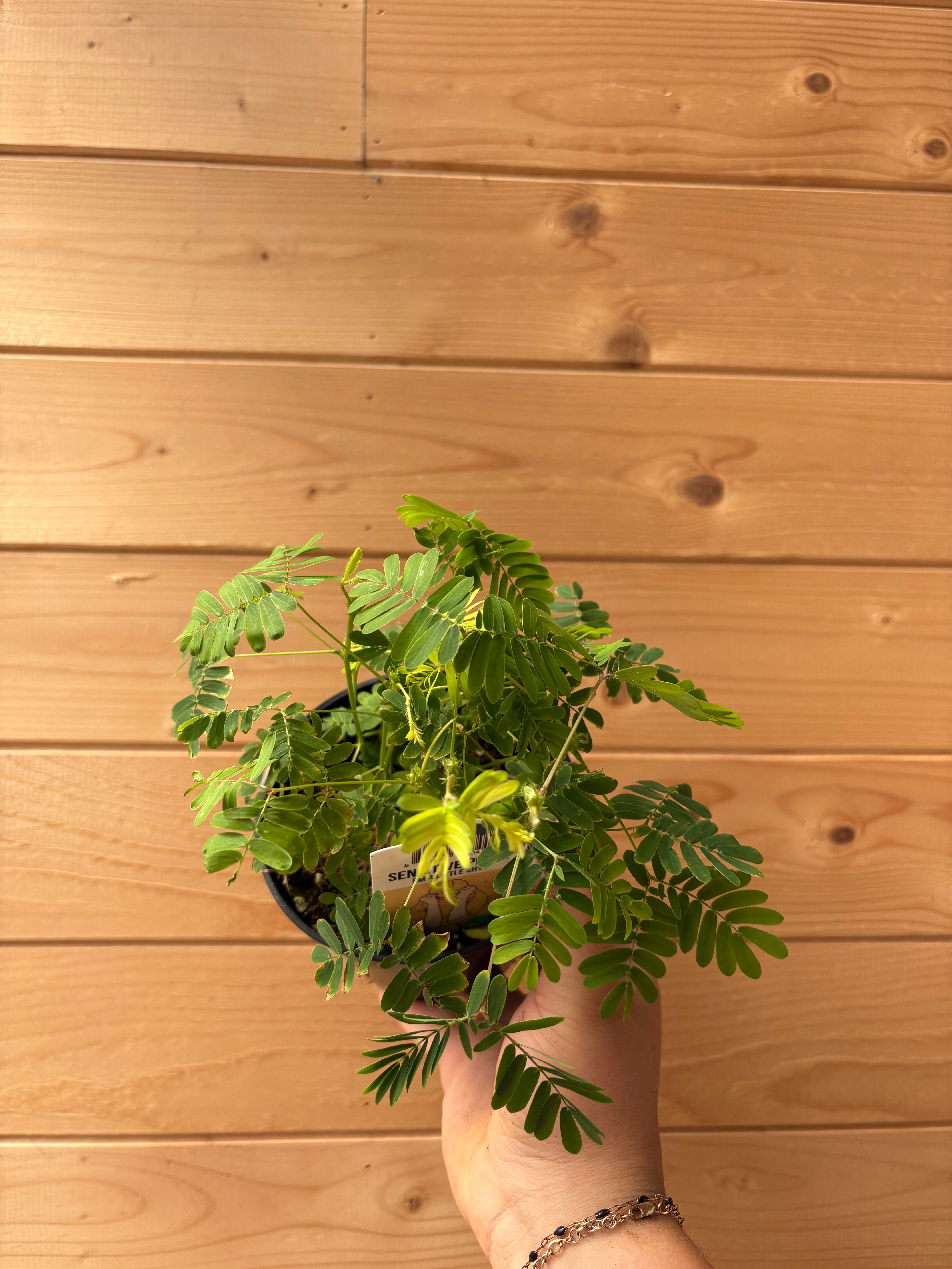 4" Sensitive Plant – Riverdene Garden Centre