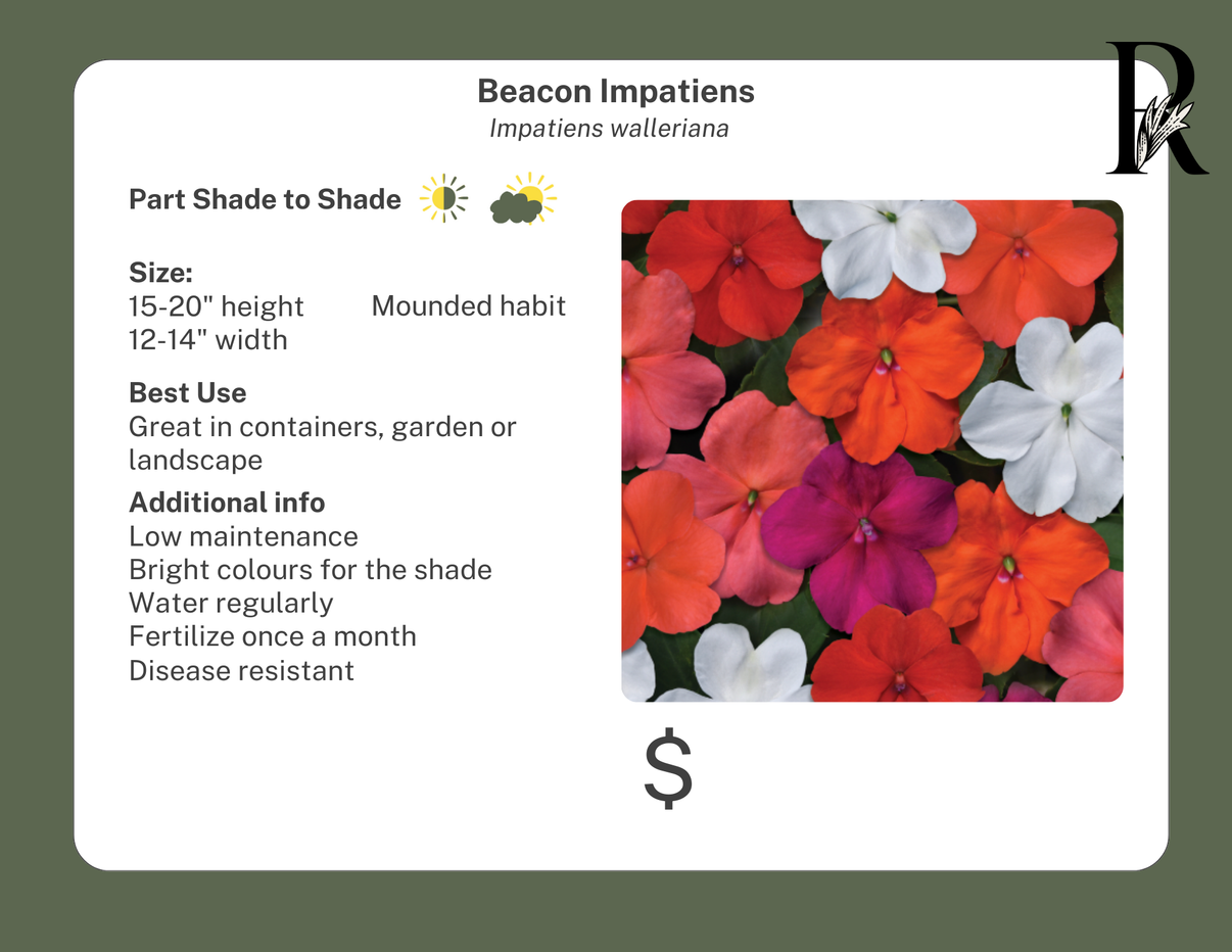 Beacon Impatiens White – Riverdene Garden Centre