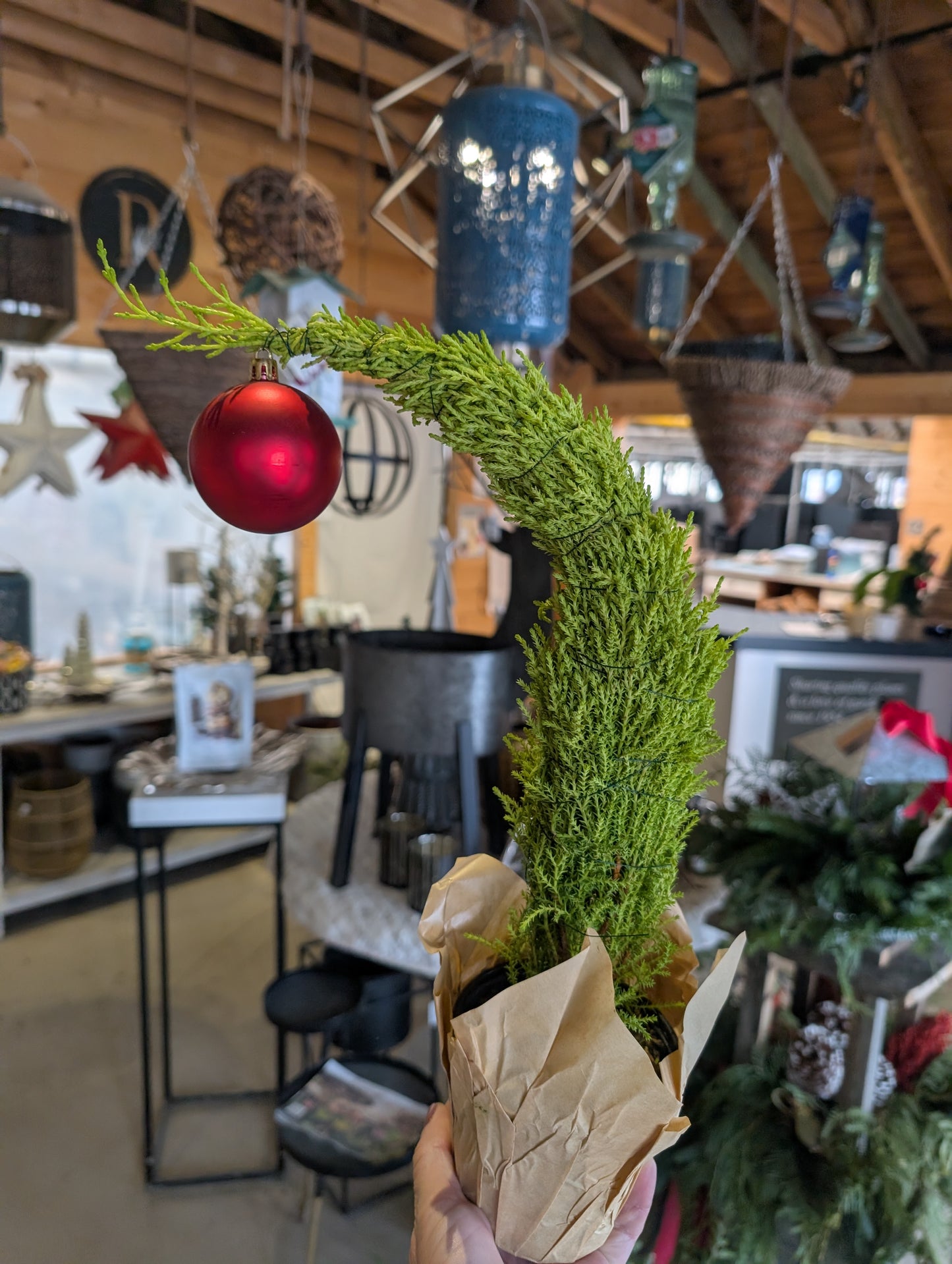 Grinch-y Cypress Tree – Riverdene Garden Centre