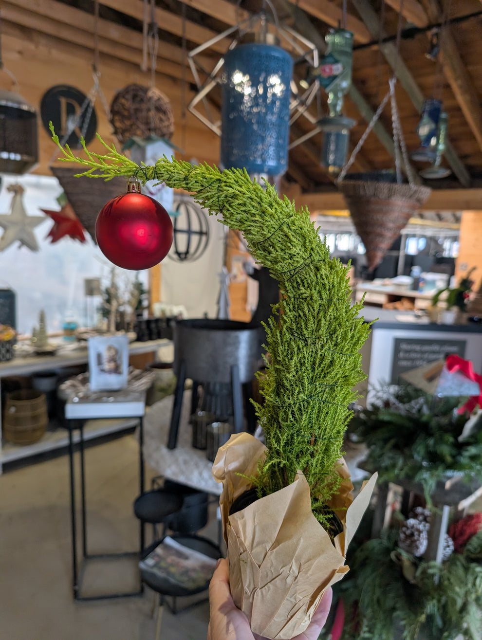 Grinch-y Cypress Tree – Riverdene Garden Centre